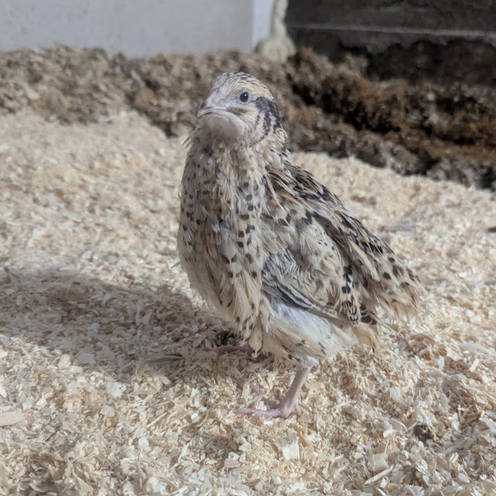 Coturnix Cabin - Shop Live Quail Birds & Hatching Quail Eggs