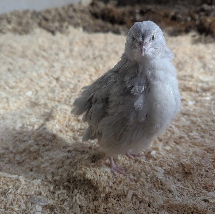 Coturnix Cabin - Shop Live Quail Birds & Hatching Quail Eggs