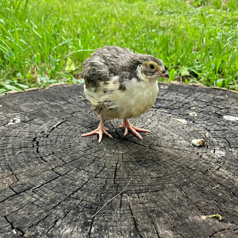 Shop Live Quail Birds (Adults) - Coturnix Cabin
