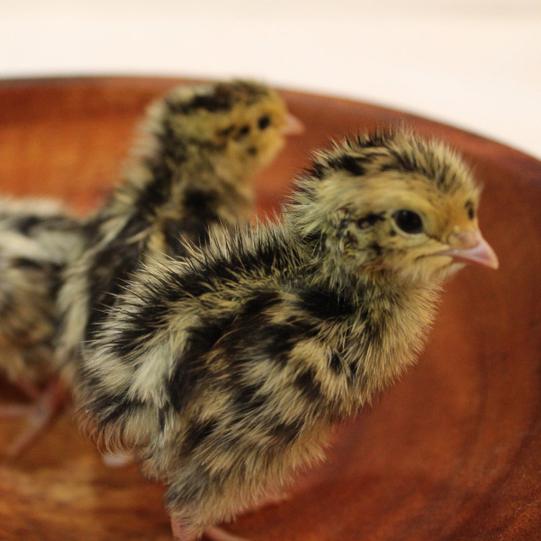 Quail Chicks – Coturnix Cabin