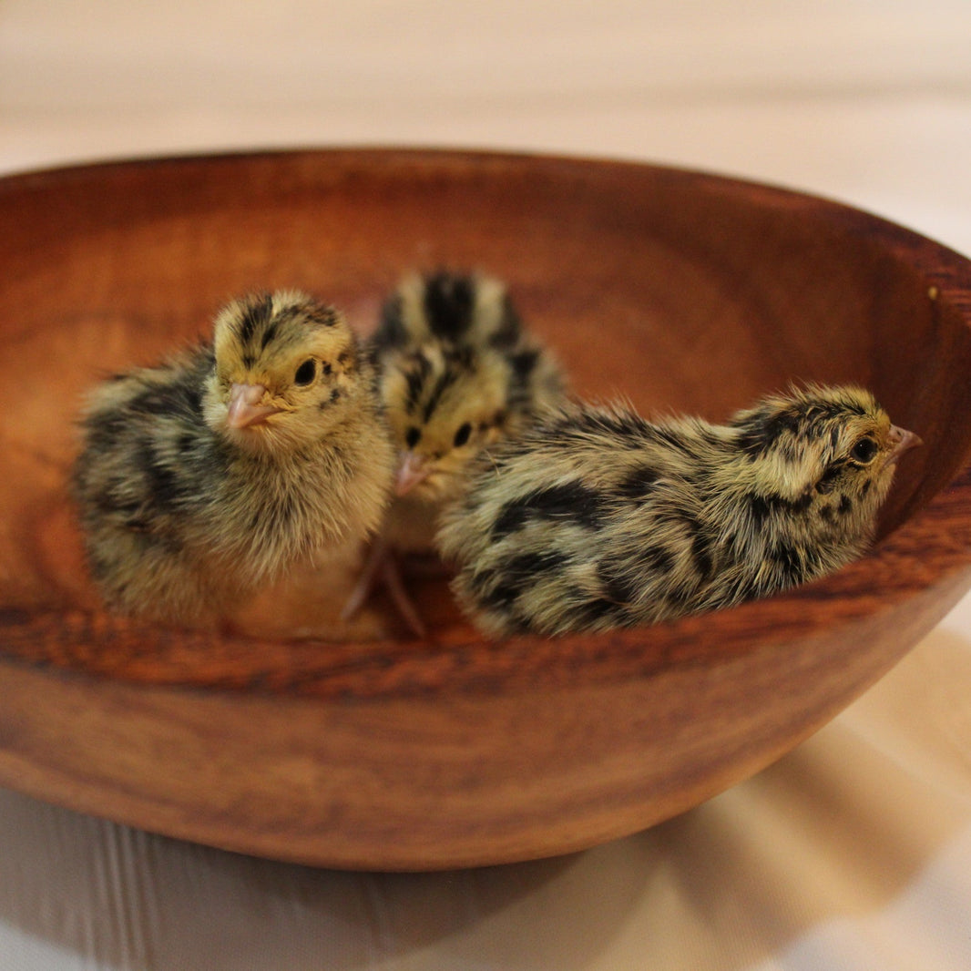Quail Chicks – Coturnix Cabin