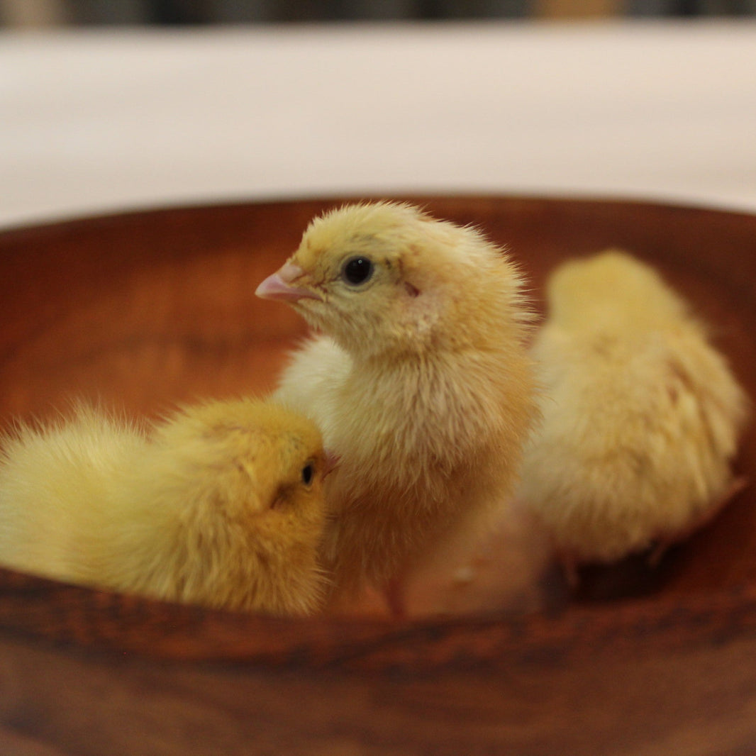 Quail Chicks – Coturnix Cabin