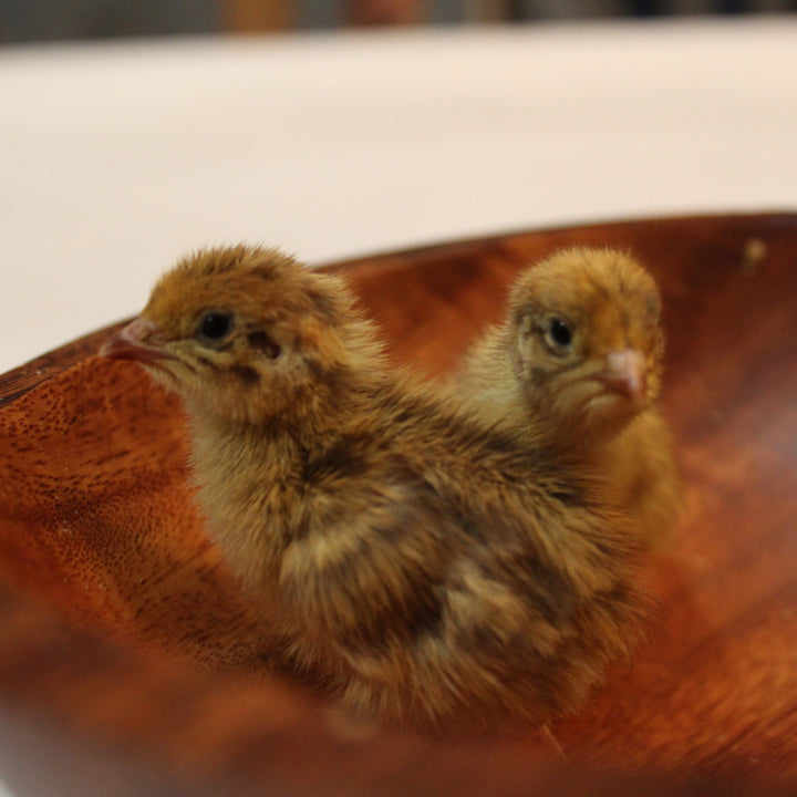 Quail Chicks – Coturnix Cabin