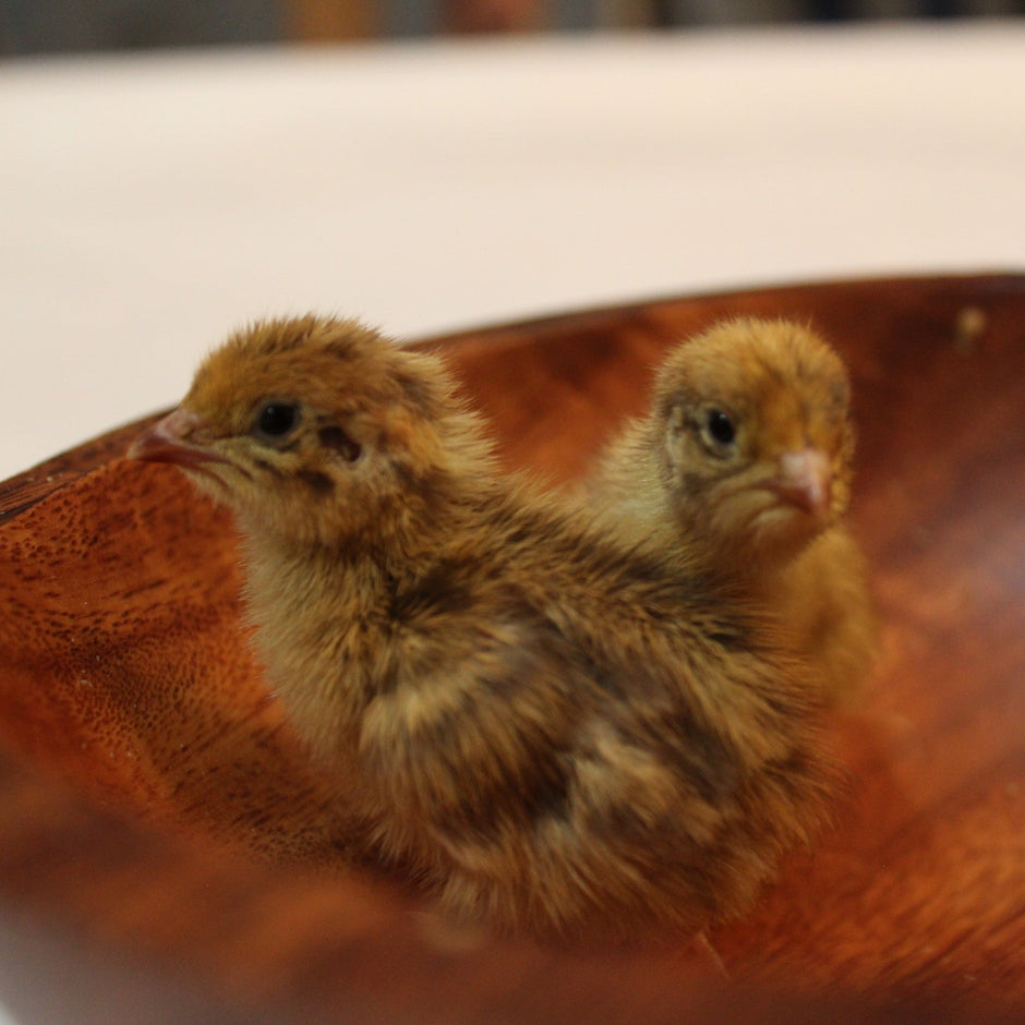 Quail Chicks – Coturnix Cabin