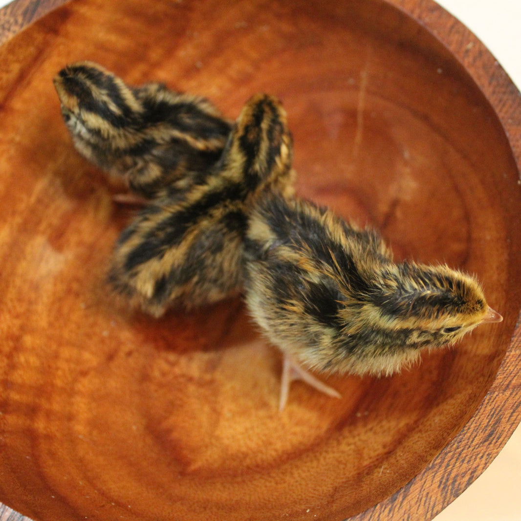 Quail Chicks – Coturnix Cabin