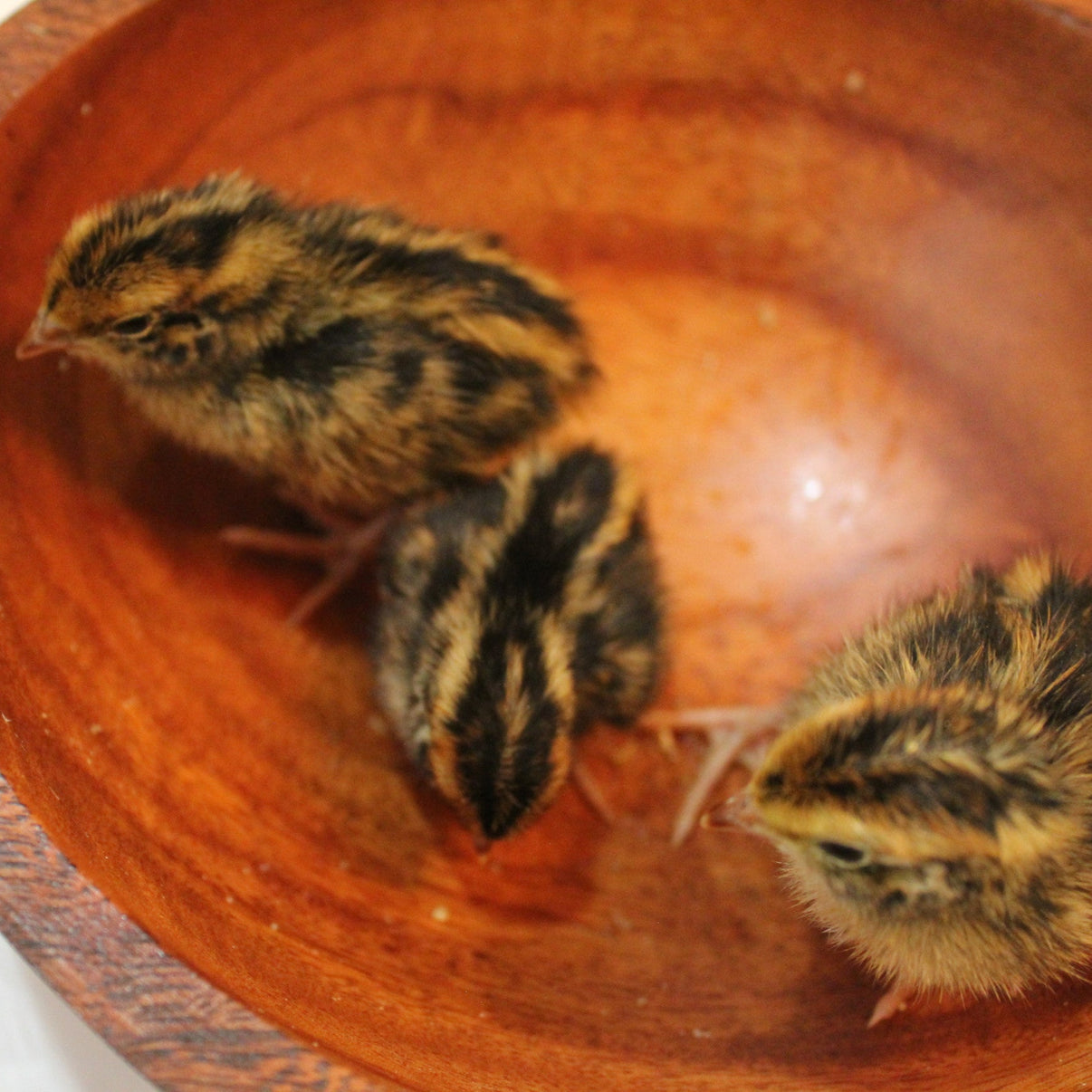 Jumbo White Wing Adults – Coturnix Cabin