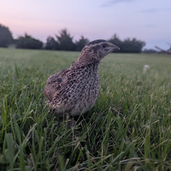 Jumbo Wild Adults – Coturnix Cabin