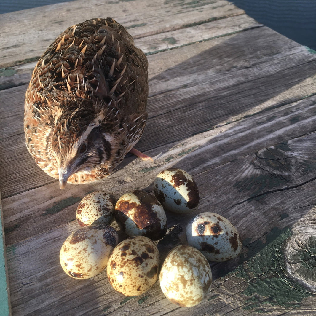 Shop Live Quail Birds (Adults) - Coturnix Cabin